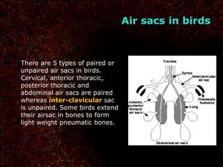 Study of respiration and circulation | PDF