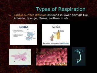 Study of respiration and circulation | PDF