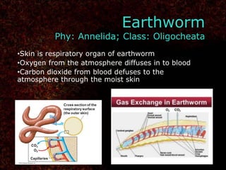 Study of respiration and circulation | PDF