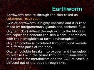 Study of respiration and circulation | PDF