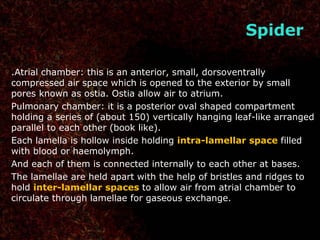 Study of respiration and circulation | PDF