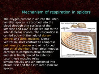 Study of respiration and circulation | PDF