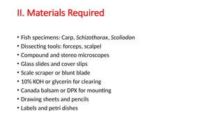 Study of Scales and Age Determination of Fishes using Scales[.pptx