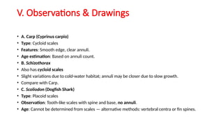 Study of Scales and Age Determination of Fishes using Scales[.pptx