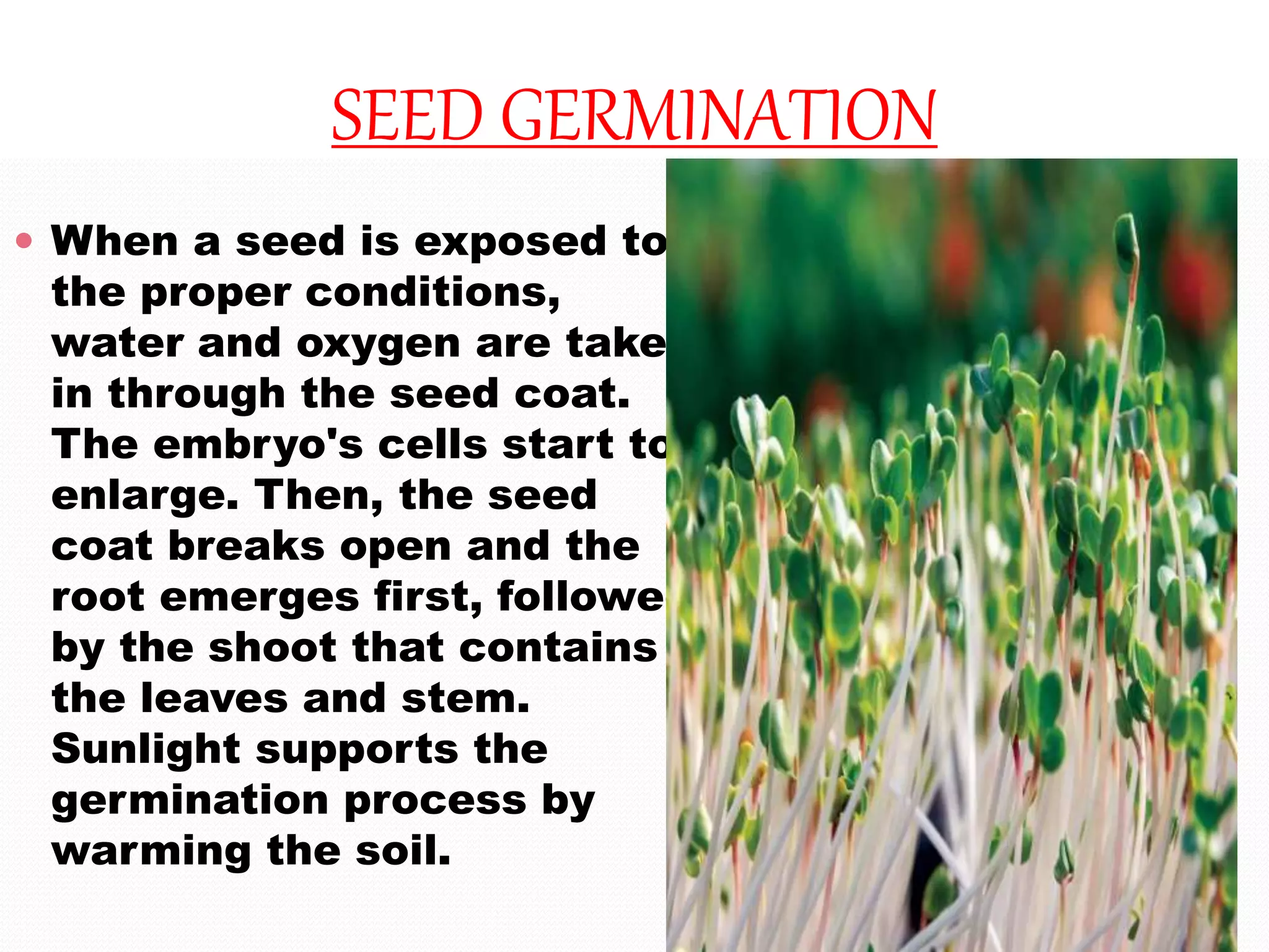STUDY OF STARCH BREAKDOWN IN GERMINATING GRAM SEEDS.pptx