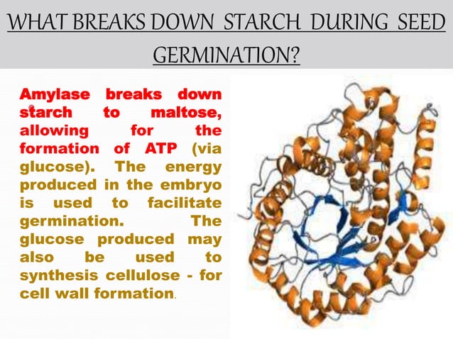 STUDY OF STARCH BREAKDOWN IN GERMINATING GRAM SEEDS.pptx