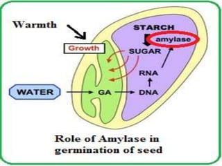 STUDY OF STARCH BREAKDOWN IN GERMINATING GRAM SEEDS.pptx
