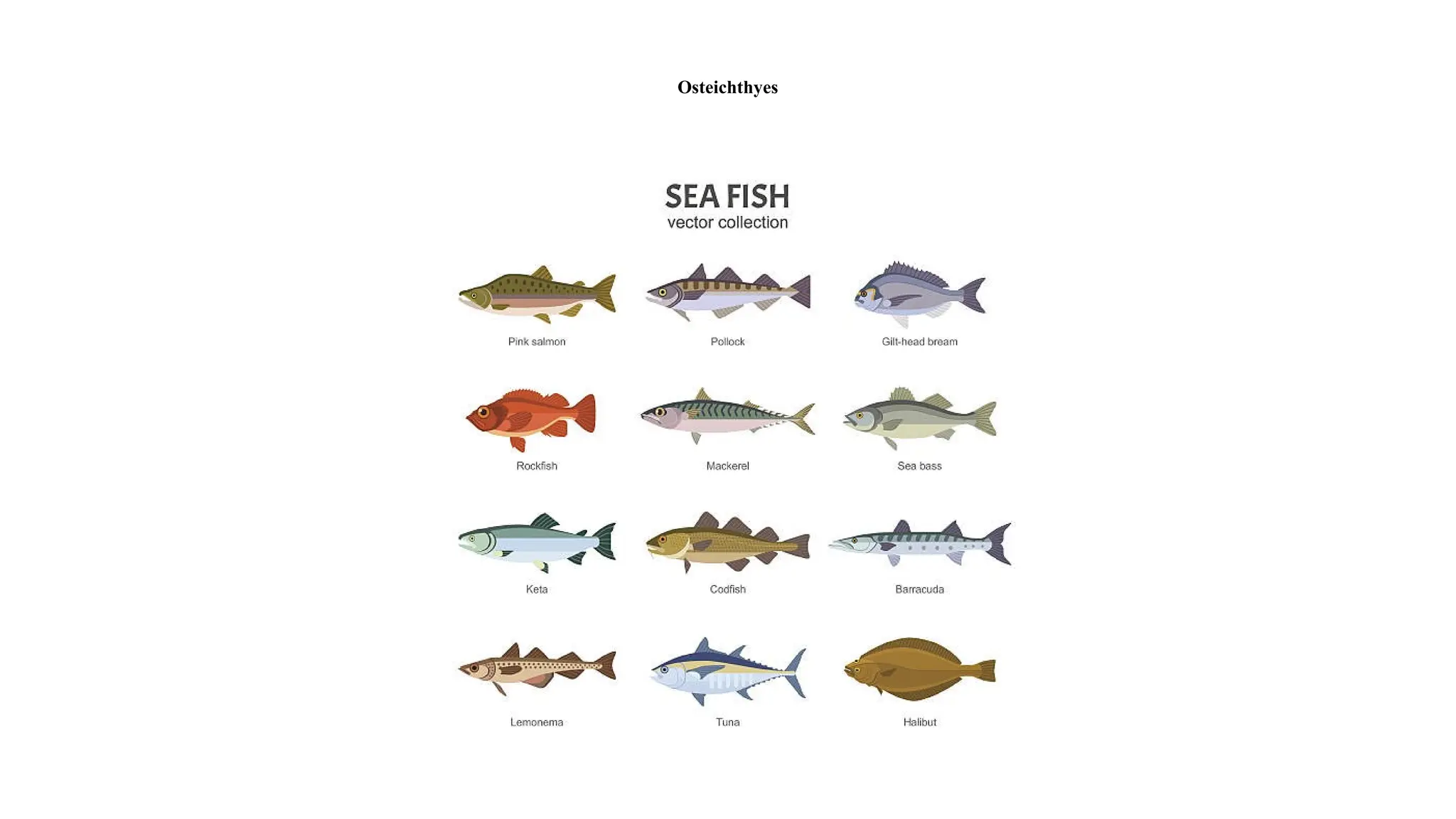 Study of Structure and Classification of Bony Fishes.pptx