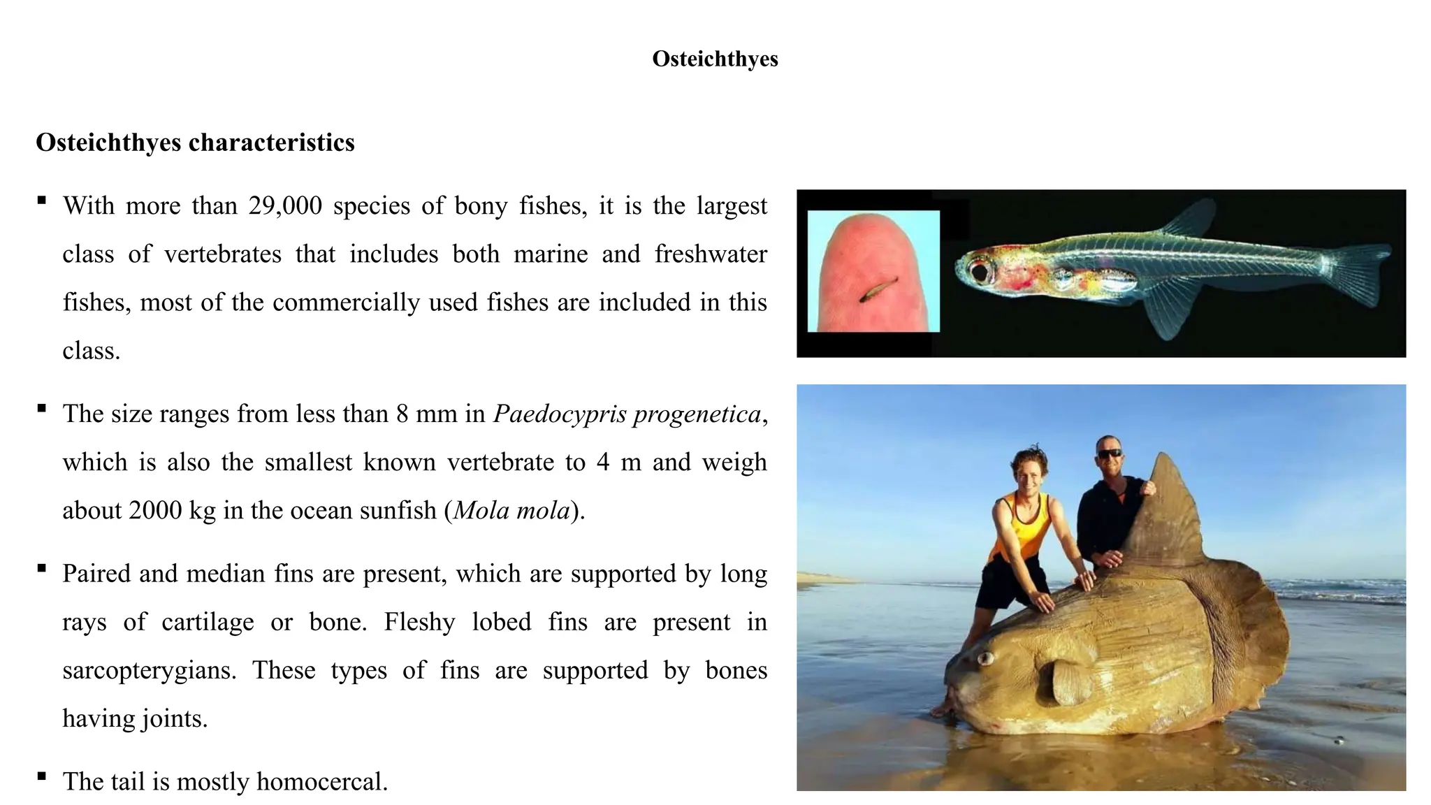 Study of Structure and Classification of Bony Fishes.pptx