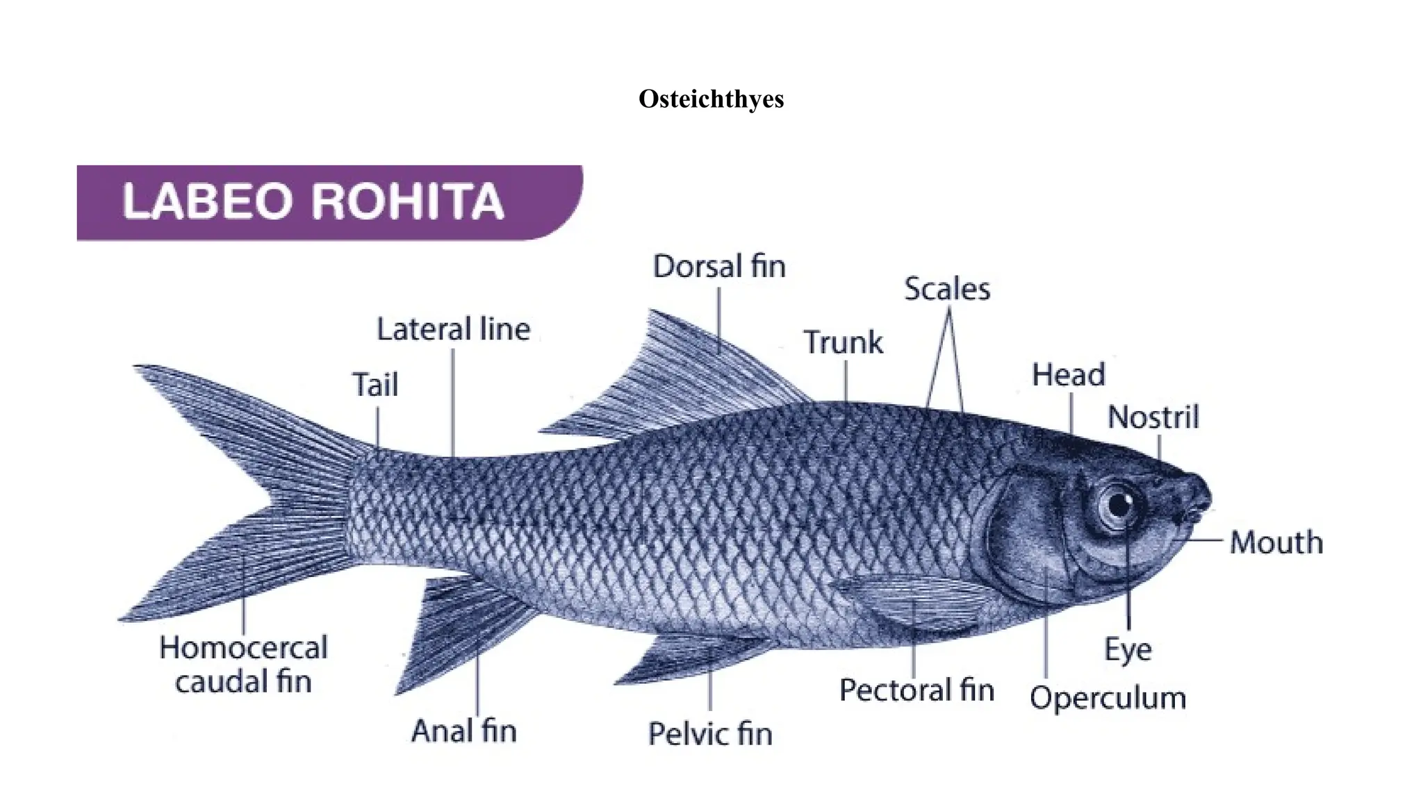 Study of Structure and Classification of Bony Fishes.pptx