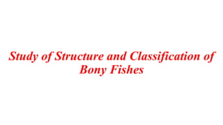 Study of Structure and Classification of Bony Fishes.pptx