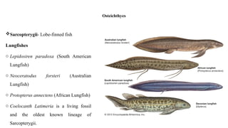 Study of Structure and Classification of Bony Fishes.pptx