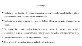 Study of Structure and Classification of Bony Fishes.pptx