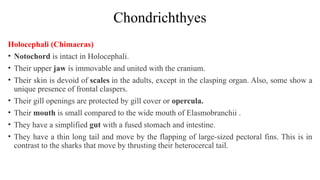 Study of Structure and Classification of Cartiliginous Fishes.pptx