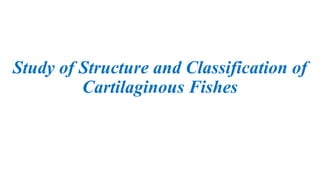 Study of Structure and Classification of Cartiliginous Fishes.pptx