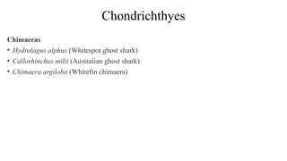 Study of Structure and Classification of Cartiliginous Fishes.pptx