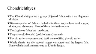 Study of Structure and Classification of Cartiliginous Fishes.pptx