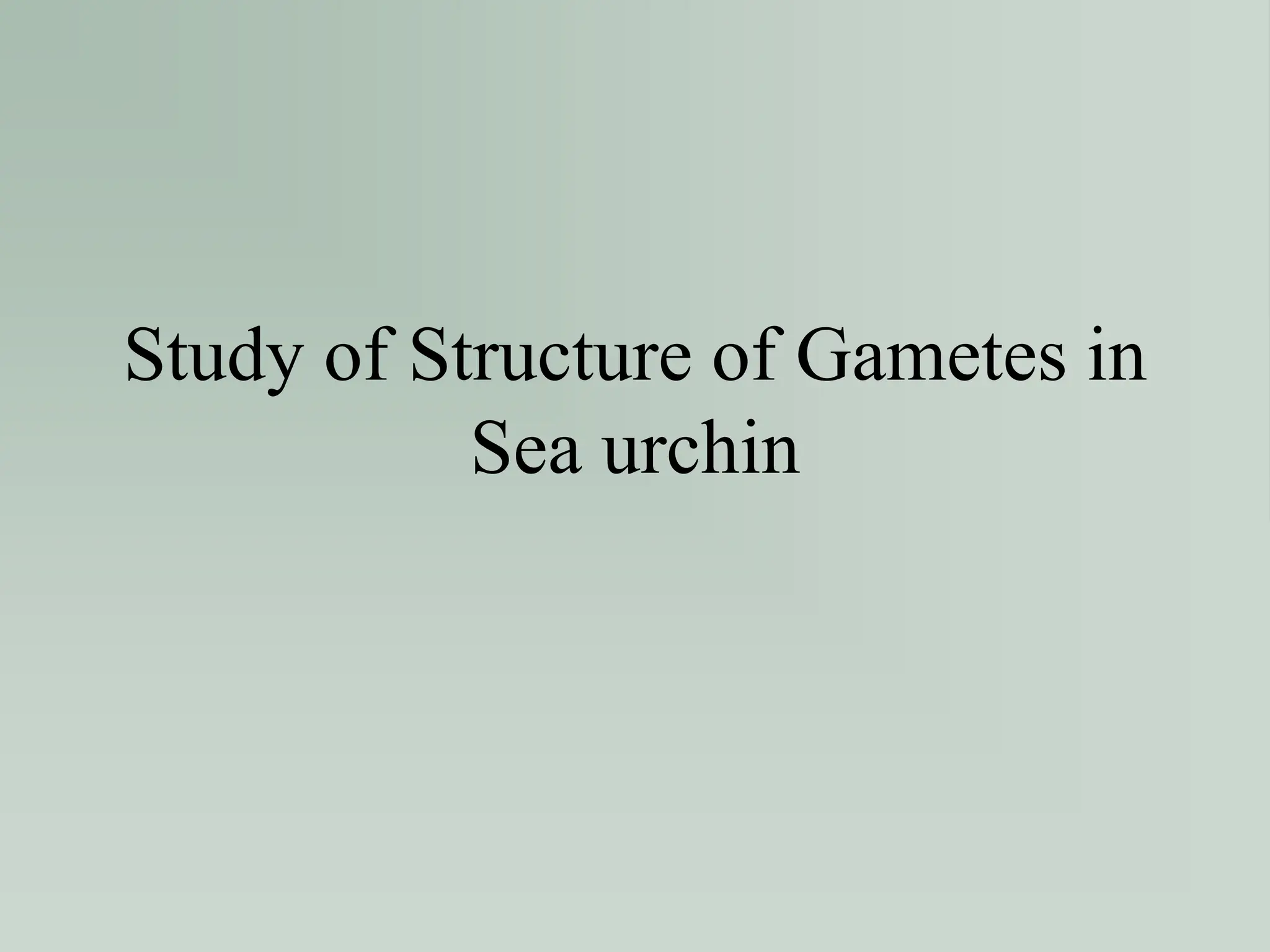 Study of Structure of Gametes in Sea urchin (1).pptx