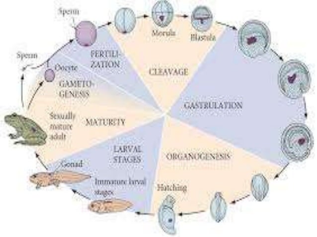 Study of Structure of Gametes in Sea urchin (1).pptx