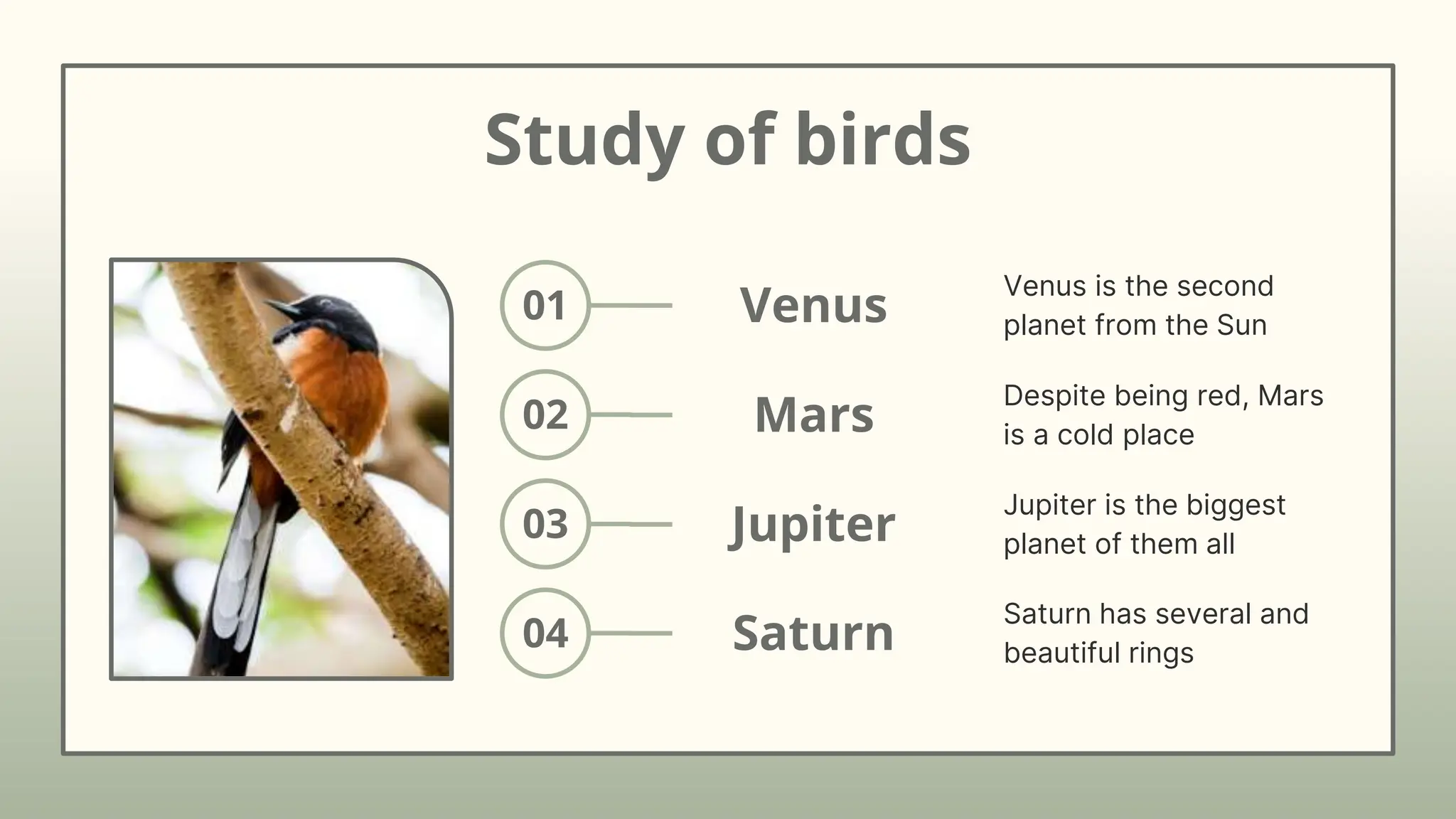 Study of Types of Birds for College_ Ornithology by Slidesgo.pptx