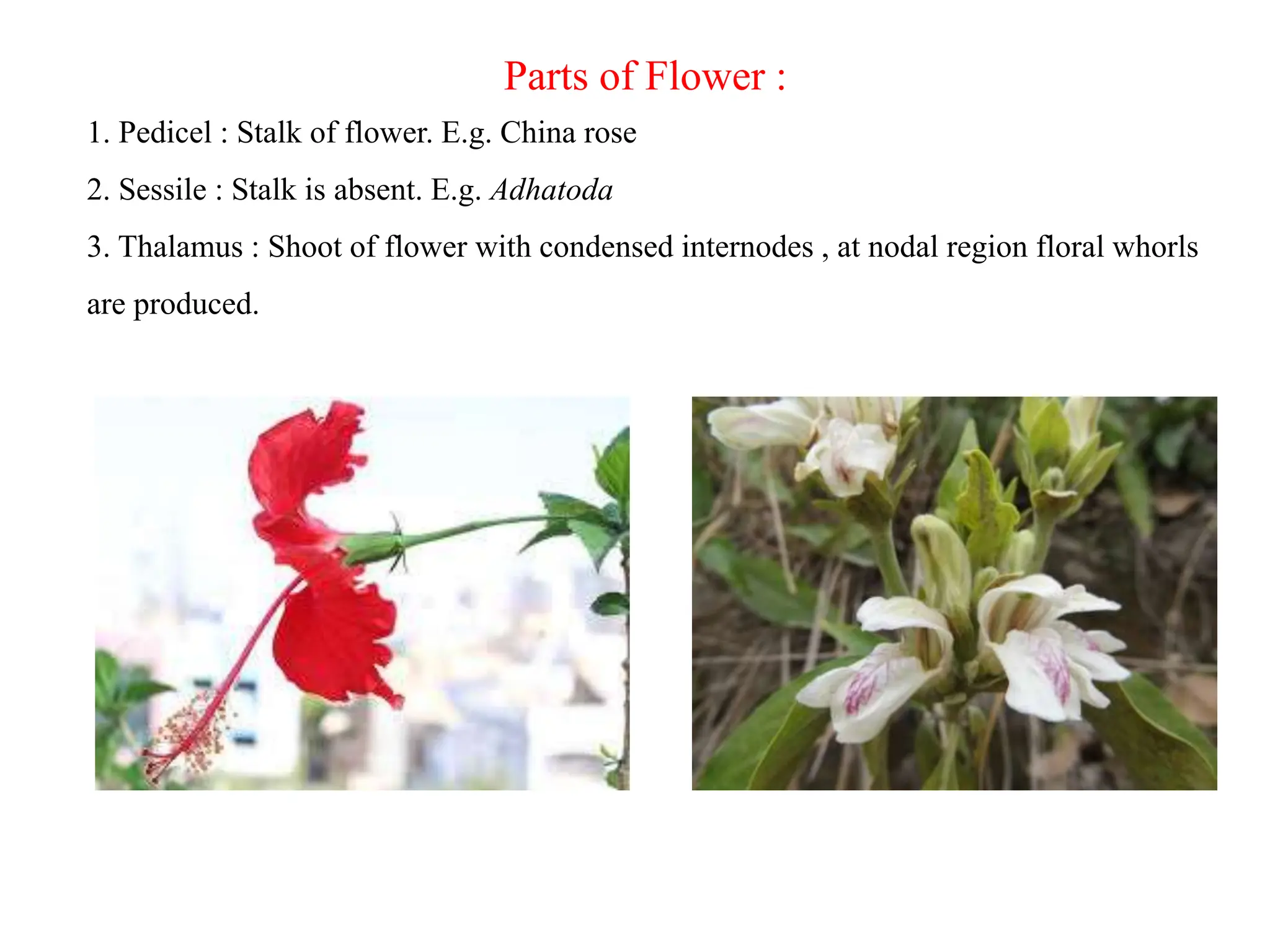 Study the structure of typical Flower new.pptx | Gardening | Home & Garden
