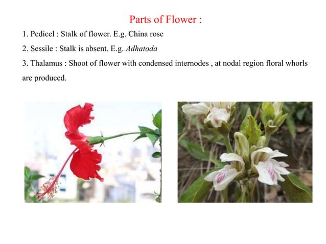 Study the structure of typical Flower new.pptx | Gardening | Home & Garden