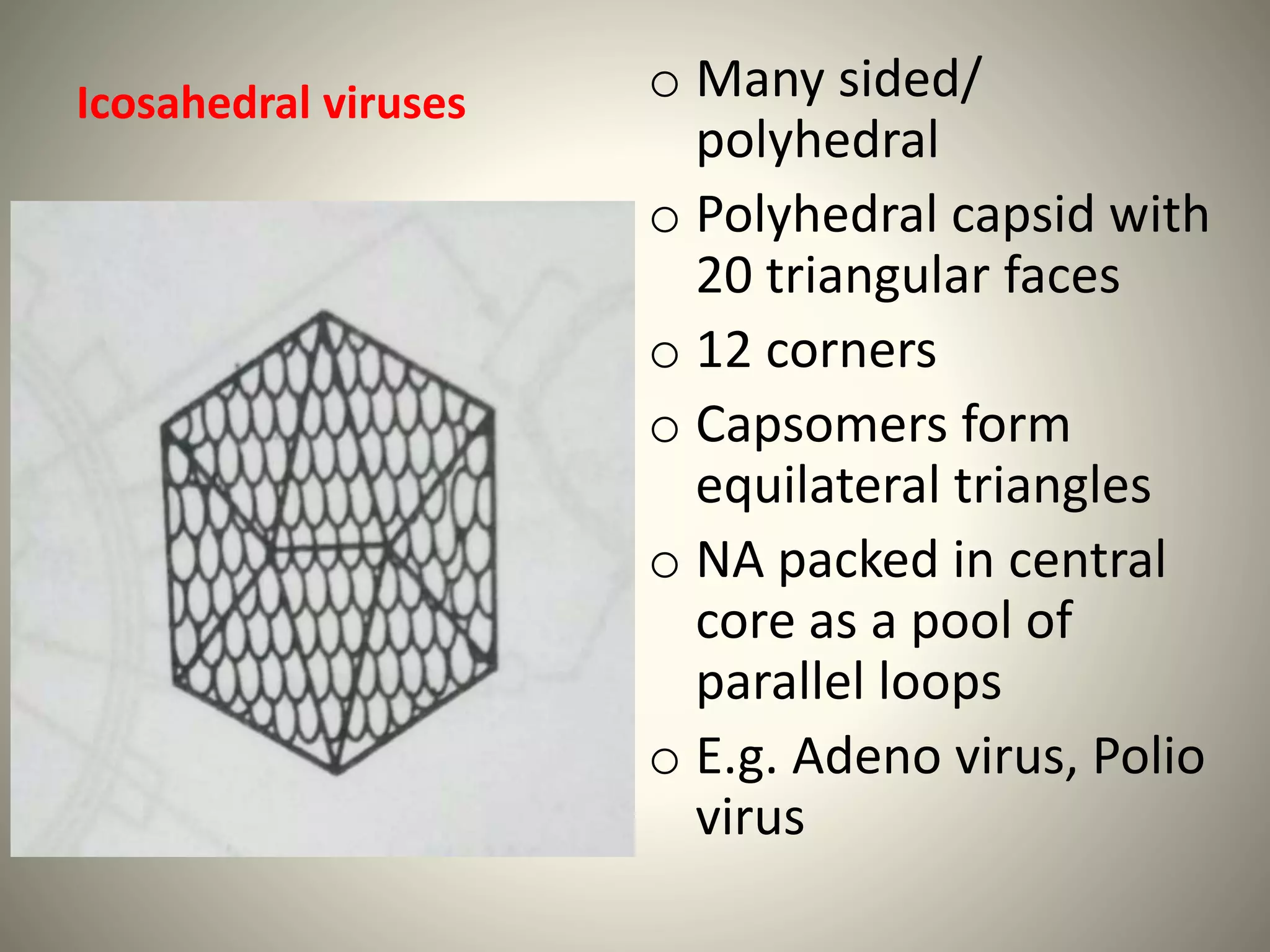 STUDY OF VIRUSES.pptx