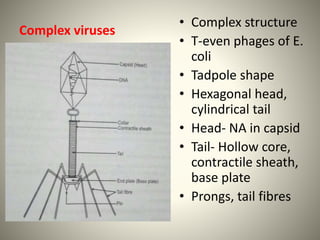 STUDY OF VIRUSES.pptx