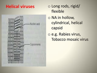 STUDY OF VIRUSES.pptx