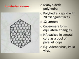 STUDY OF VIRUSES.pptx