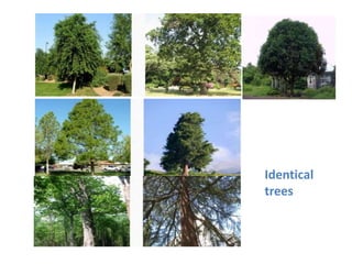 A Study on timber | TIMBER IN DETAIL | PPTX