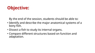 study the general anatomy of fish (alimentary canal, gills, gonads, etc ...