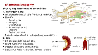 study the general anatomy of fish (alimentary canal, gills, gonads, etc ...