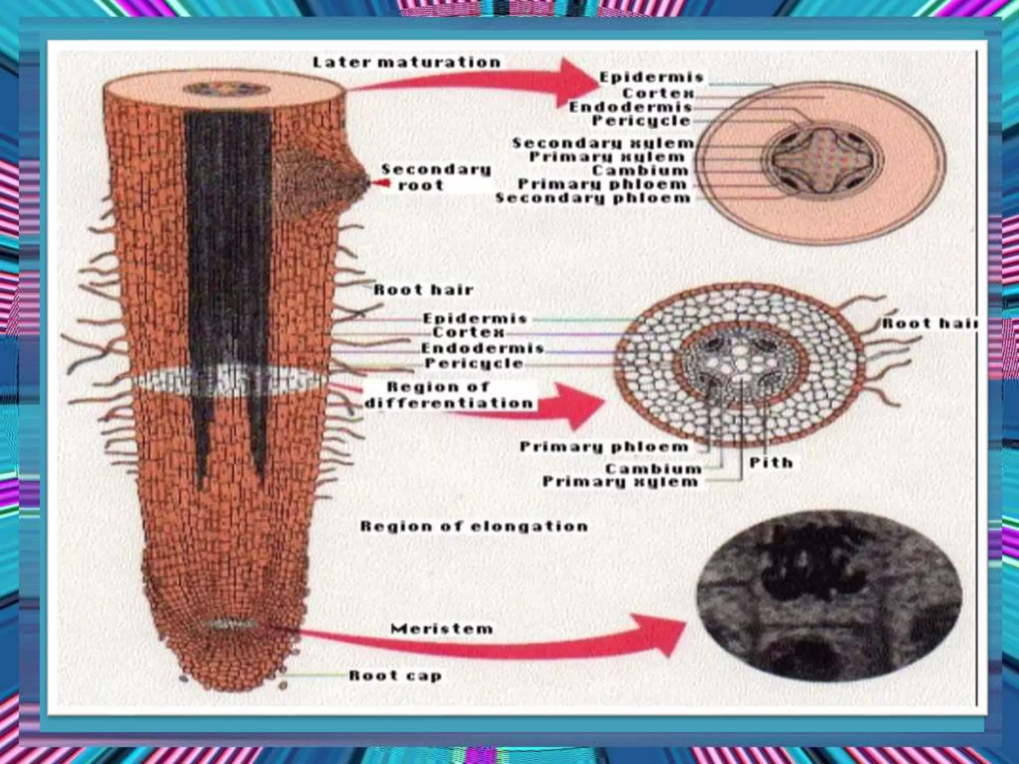 Stuktur Anatomi Akar | PPTX