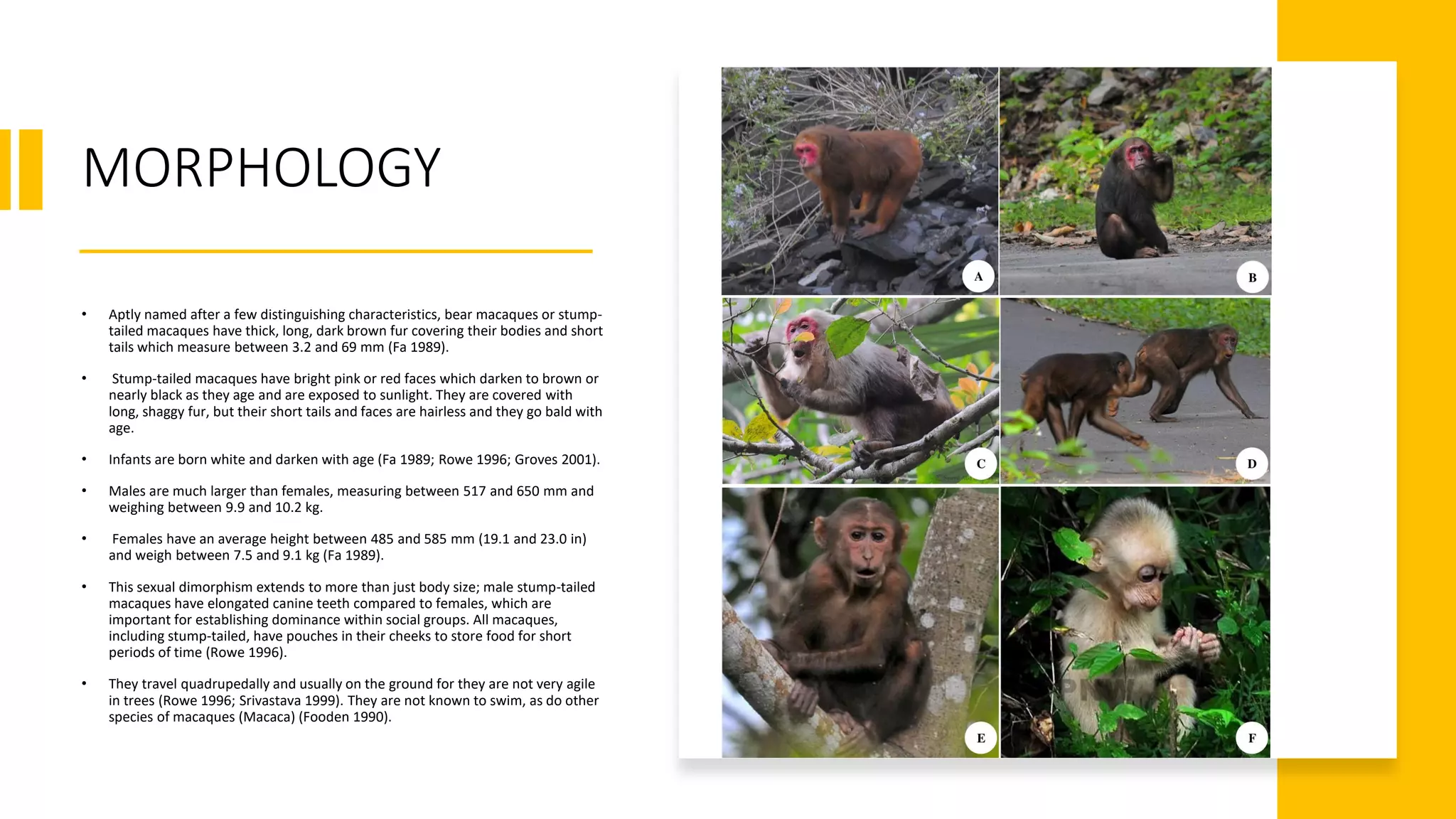 STUMP TAILED MACAQUE PRESENTATION.pdf