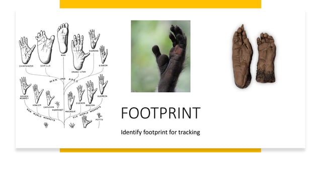 STUMP TAILED MACAQUE PRESENTATION.pdf