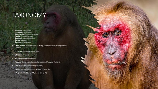 STUMP TAILED MACAQUE PRESENTATION.pdf