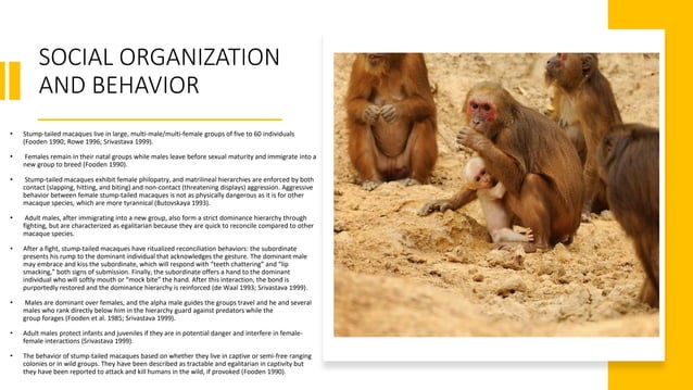 STUMP TAILED MACAQUE PRESENTATION.pdf