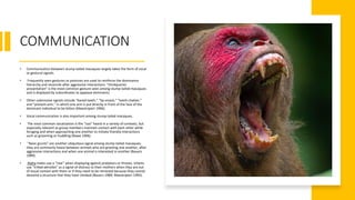 STUMP TAILED MACAQUE PRESENTATION.pdf