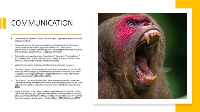 STUMP TAILED MACAQUE PRESENTATION.pdf