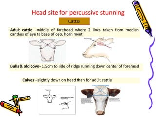Process followed for the Stunning of animals. | PDF