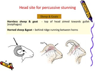 Process followed for the Stunning of animals. | PDF
