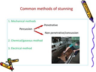 Process followed for the Stunning of animals. | PDF