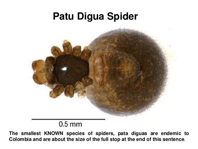 Stunning photos 4 Smallest Animals