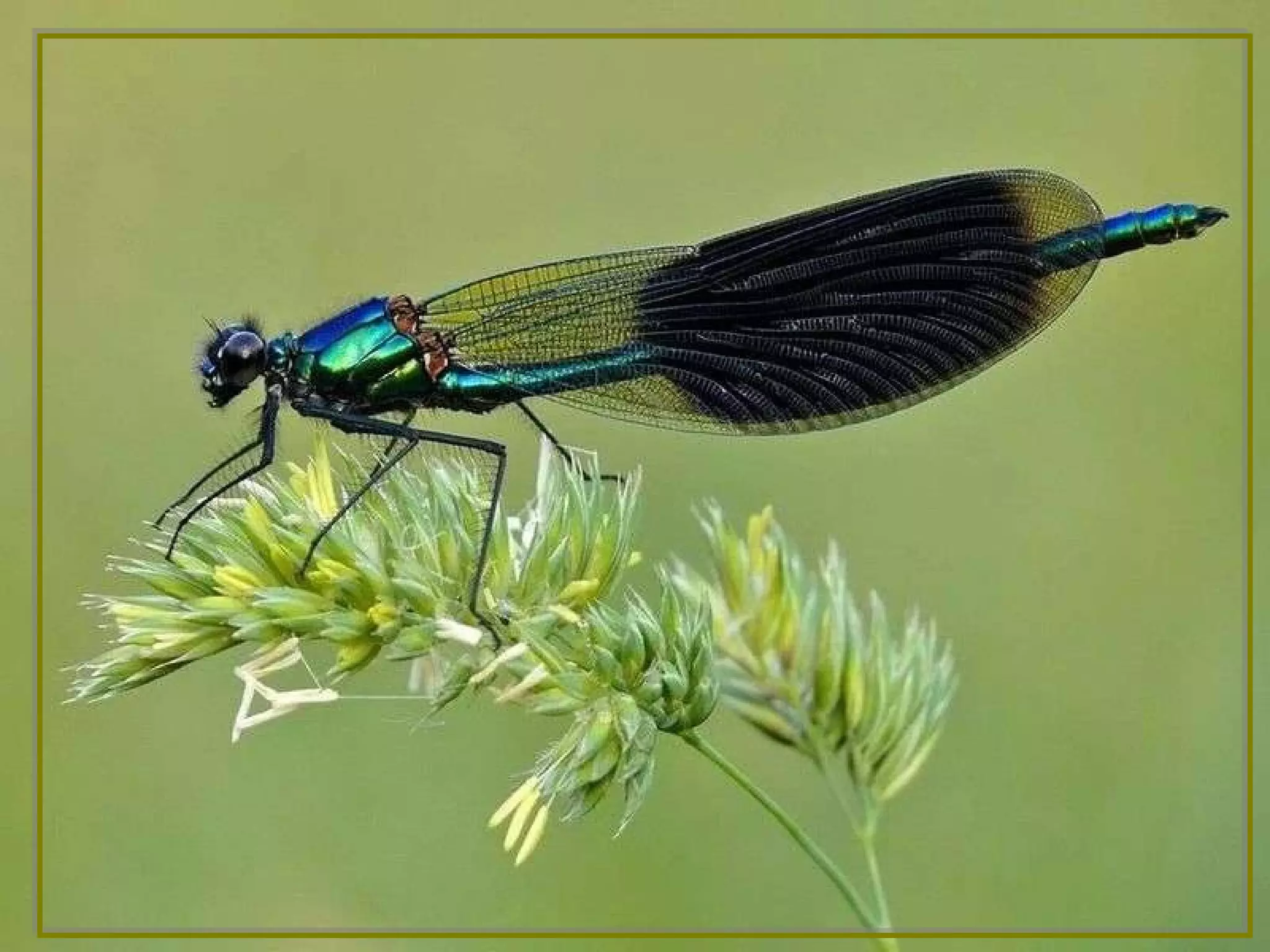 Stunning pictures magnifico explendido | PPT