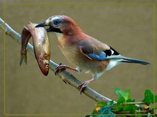 Stunning pictures magnifico explendido | PPS