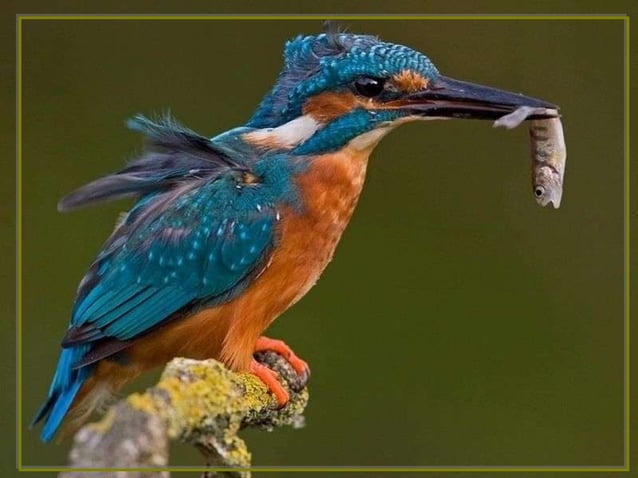 Stunning pictures magnifico explendido | PPS