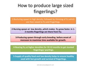 Stunted seed production & culture practices | PPTX
