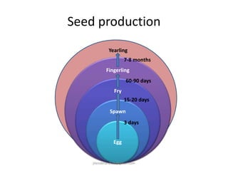 Stunted seed production & culture practices | PPTX