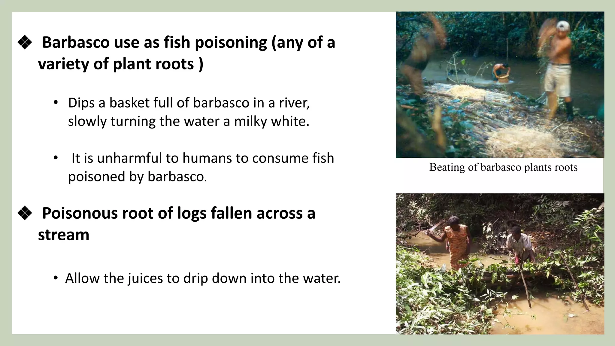 Stupefing fishing gear | PDF